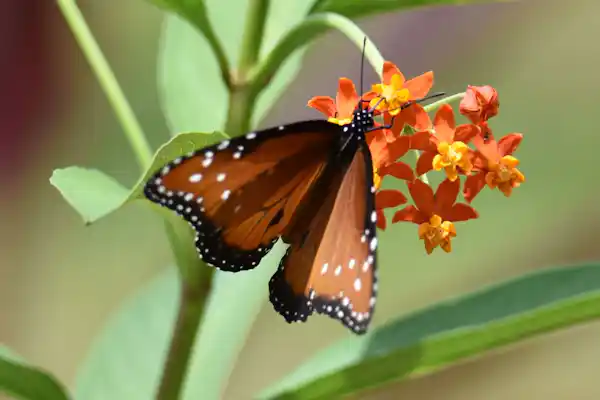 Honey & Stingless Bee Garden Experience | Rainforest Explorers Arenal