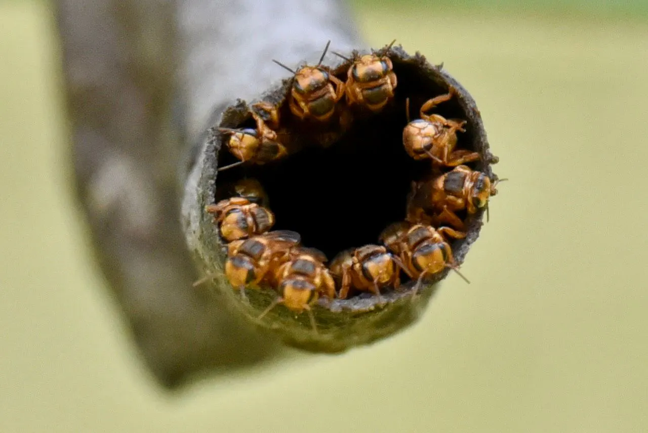 Honey & Stingless Bee Garden Experience | Rainforest Explorers Arenal
