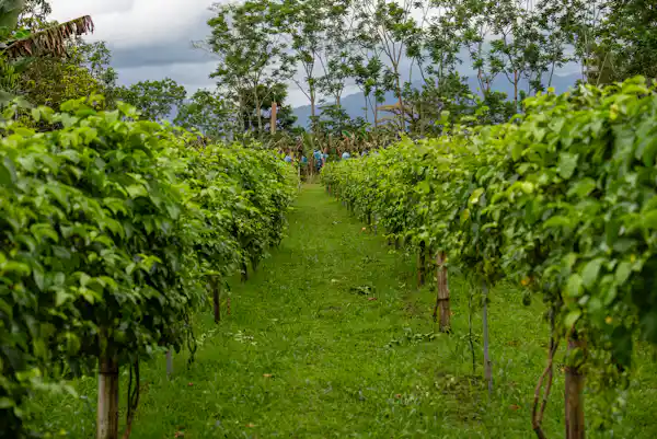 Passion Fruit Farm & Tasting Experience | Rainforest Explorers Arenal
